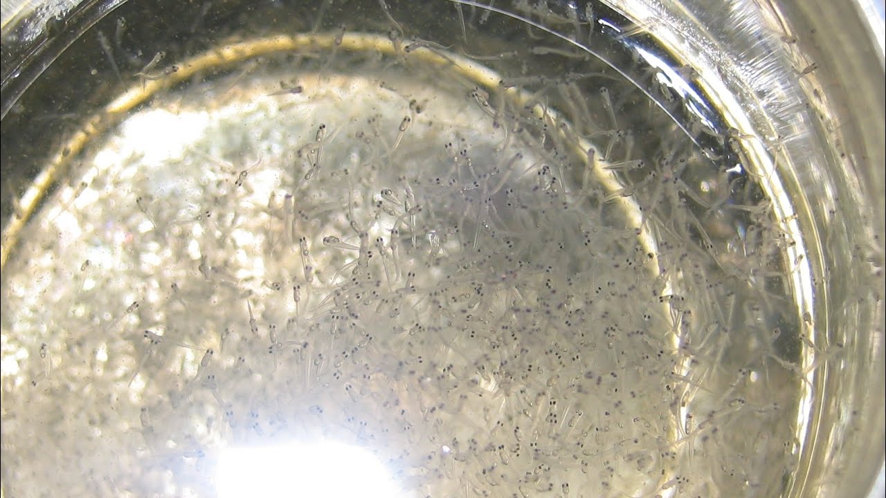 Jade Perch larvae HUNDREDS OF THOUSANDS ! - YouTube