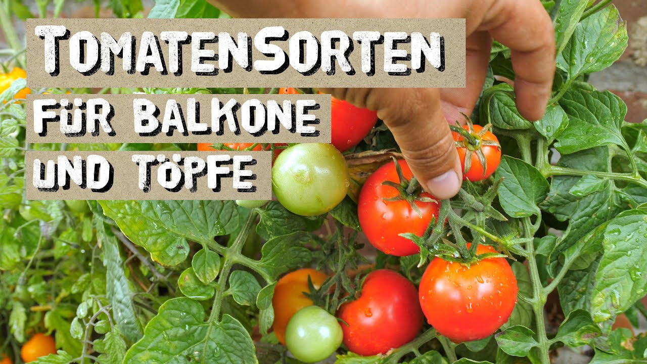 Tomatensorten für Balkon, Kästen und Töpfe - Buschtomaten selber ...