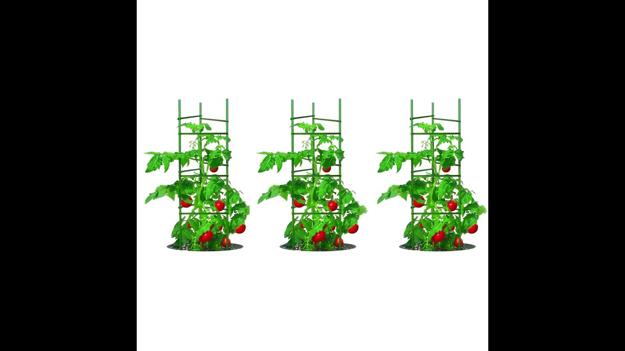 Review: Gardener's Blue Ribbon 3-Pack Ultomato Tomato Plant Cage - YouTube