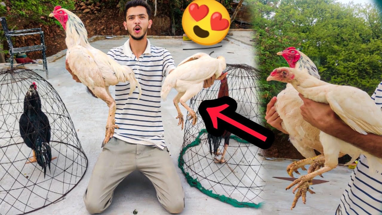 White Murgha Ka pair Zakhmi White Murgi Ky Sth Lga Diya😨 - YouTube