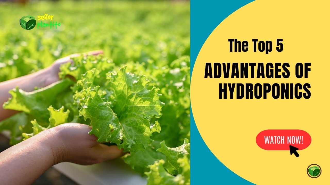 The 5 Awesome Advantages of Hydroponics | Señor Plantito | Hydroponics ...