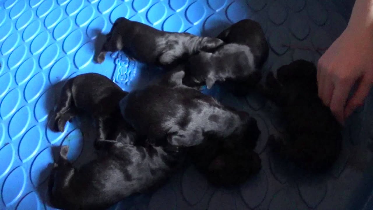 Purebred Black Lab Puppies 1 day old. - YouTube