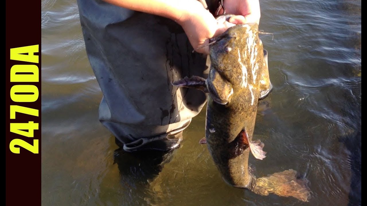 Hmong Catfish Noodling - 247 OutDoor Addiction - YouTube
