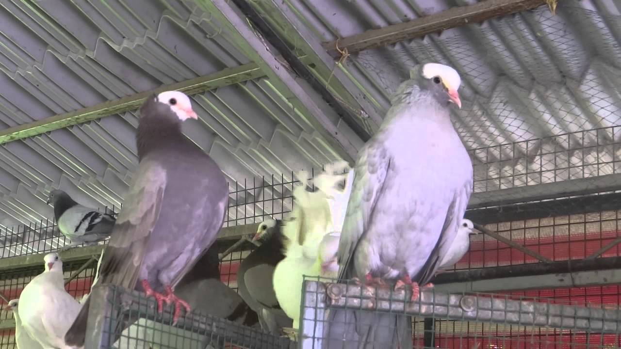 Mookee Pigeon ( Fancy Pigeon Breed ) - YouTube