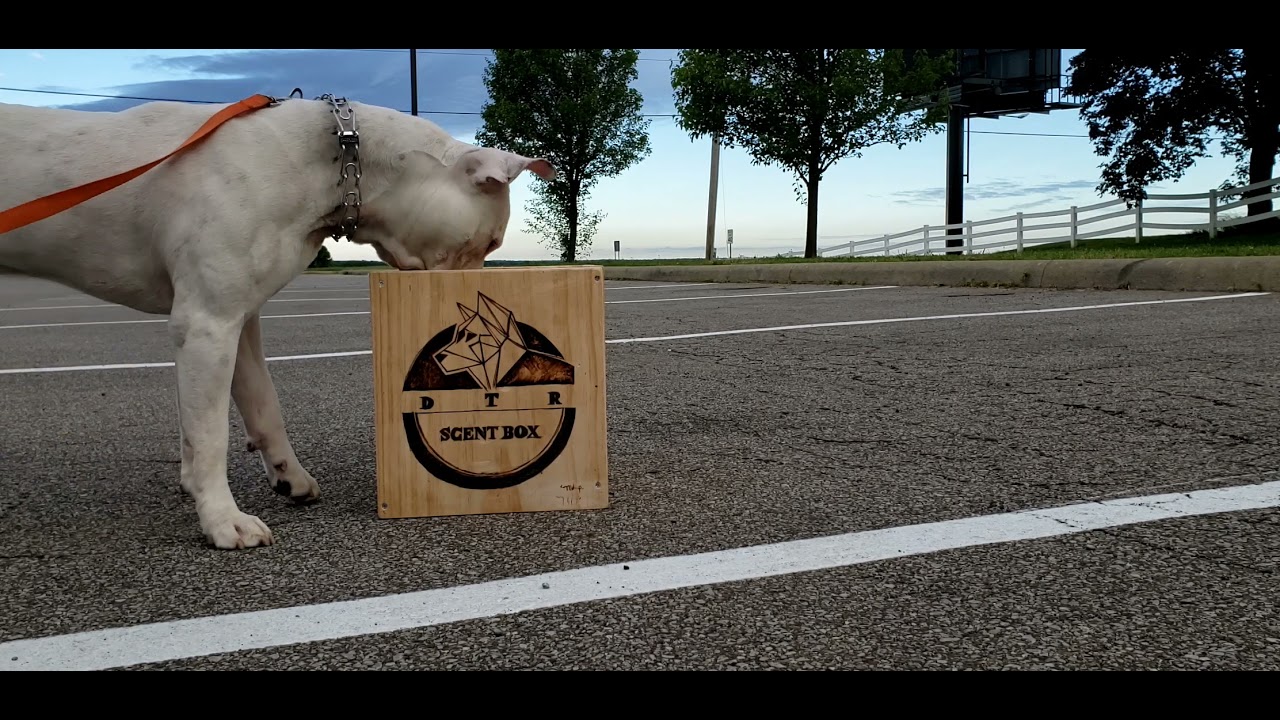 Puppy Scent Box Training NePoPo® - YouTube
