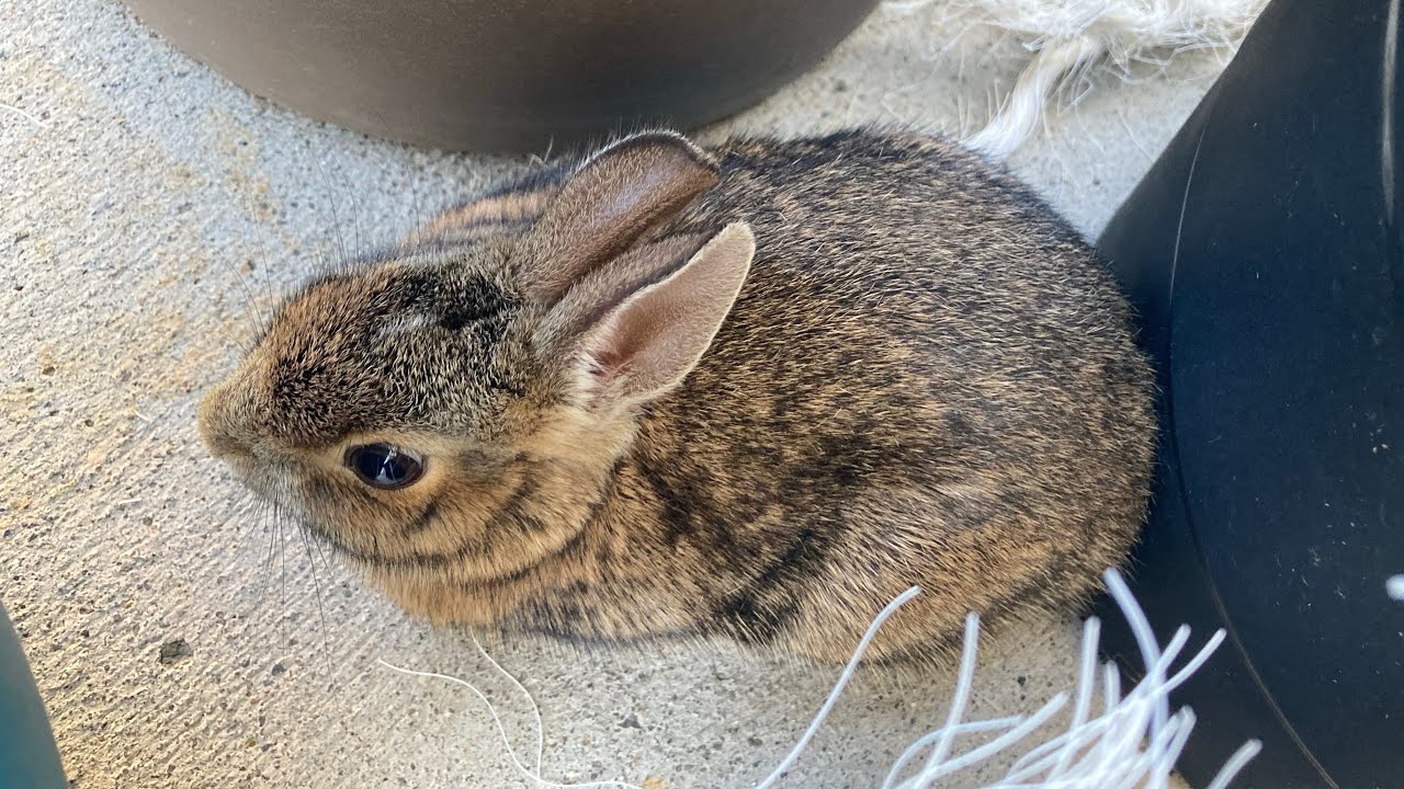 Bunny cam. - YouTube