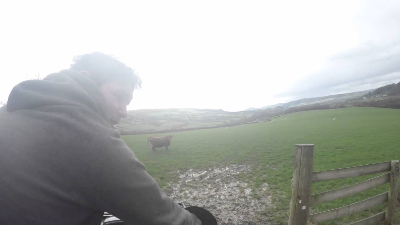 Feeding sheep with snacker - YouTube