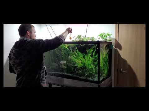 Red Belly Piranha Babies Growing Up (Month 1 - 5)