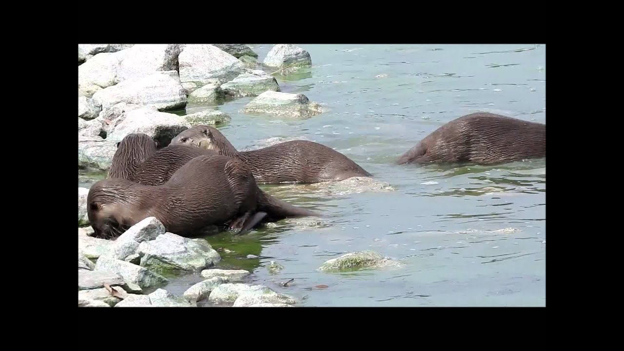 Famous OTTERS 5 in the waters of Lower Pierce reservoir ! - YouTube