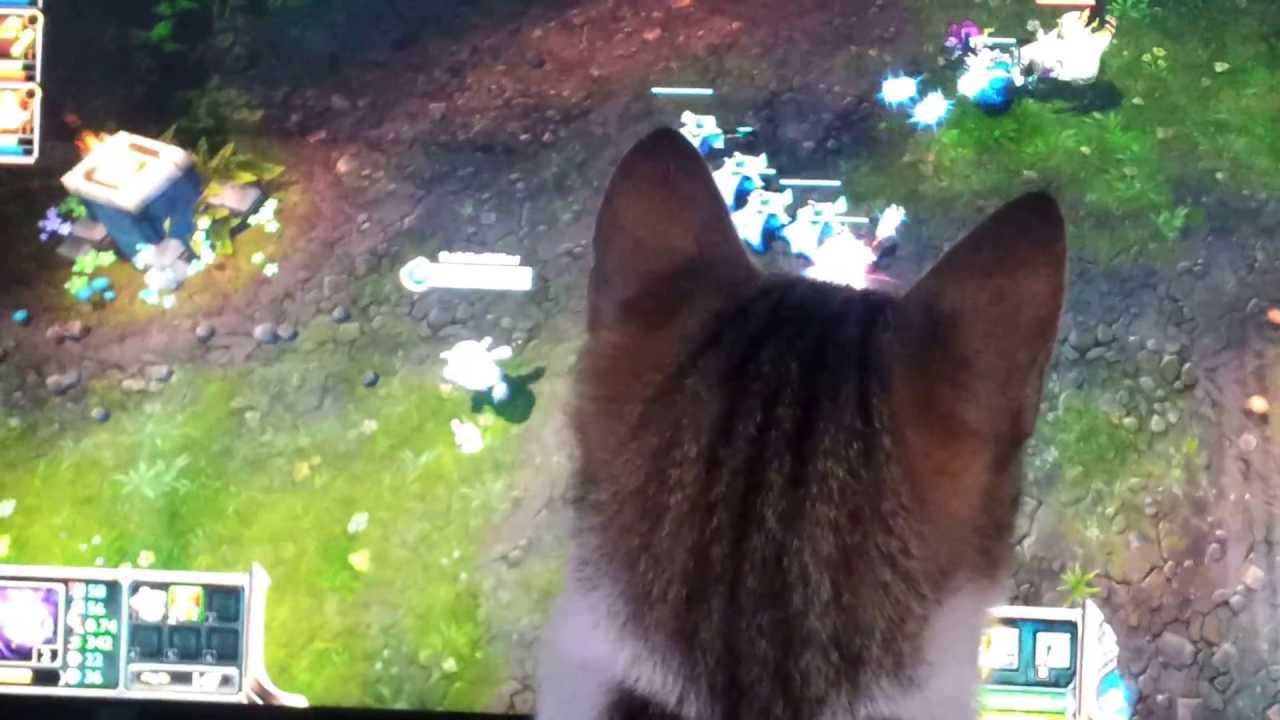 Kitten playing League Of Legends - YouTube