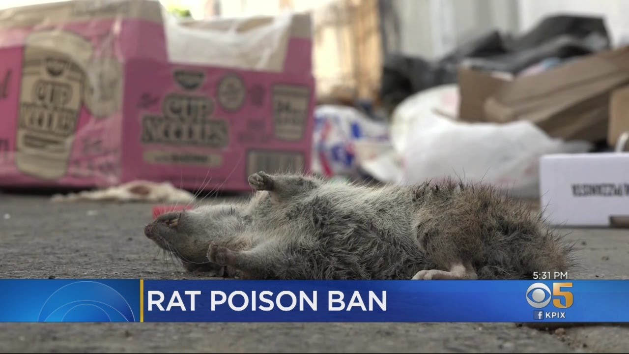 Rat-Infested Cities, Pest Control Industry Concerned With State Rat ...