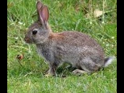Rabbits with Mrs. Kandel - YouTube