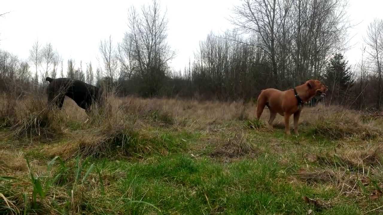 Lucifer Cane Corso being a Cane Corso, with 1/2 sister Ayda.... - YouTube
