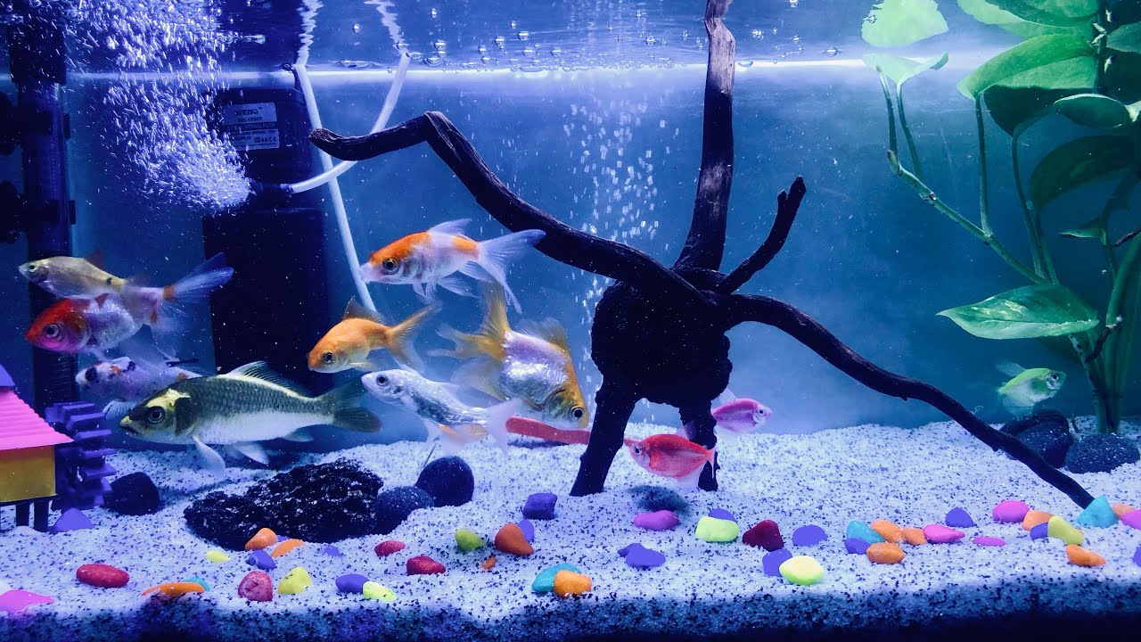 My shark treatment. - YouTube
