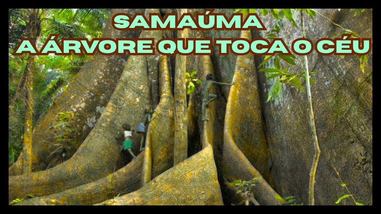 “A Samaúma: Guardiã Gigante da Amazônia” - YouTube