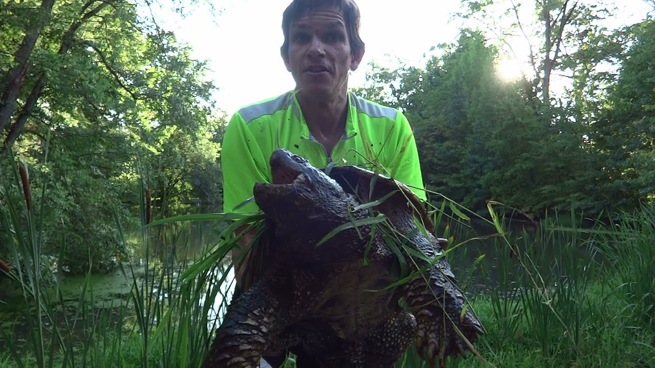 Catching a GIANT Snapping Turtle by hand - YouTube