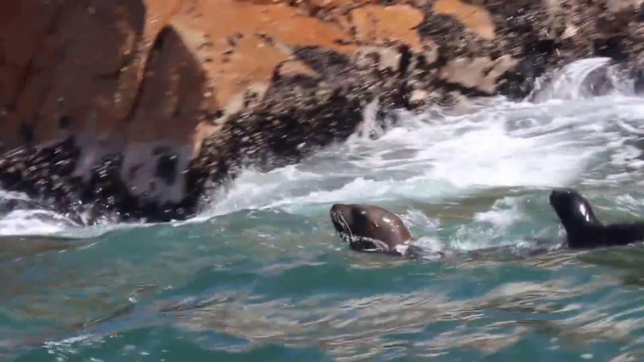 LOBOS MARINOS 🇵🇪 PARACAS PERÚ - YouTube