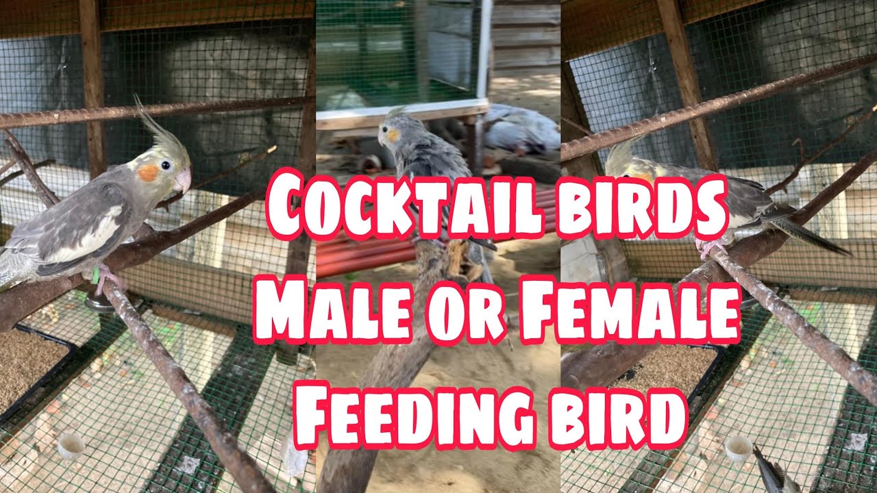 Cocktail birds | Breeding Cocktail || Single Plain Tea - YouTube
