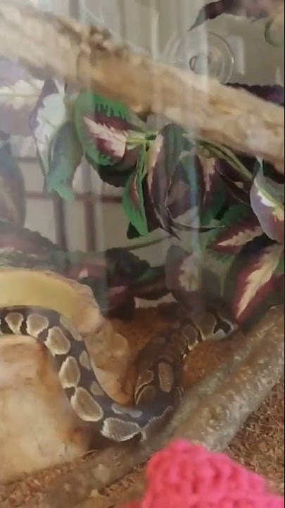 Ball Python Drinks! - YouTube
