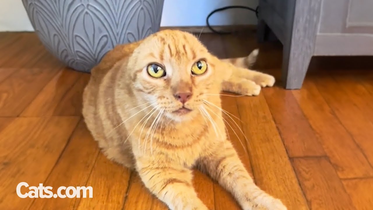Earless Cat Finds Forever Home | The Cat Chronicles - YouTube