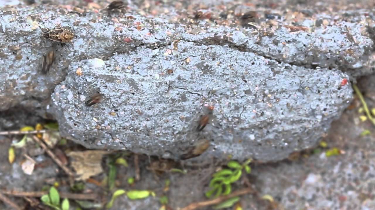 Hordes of bugs migrating across my backyard - YouTube
