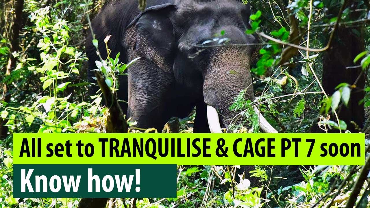 Plan on : PT7 elephant to be tranquilised and caged in Dhoni itself ...