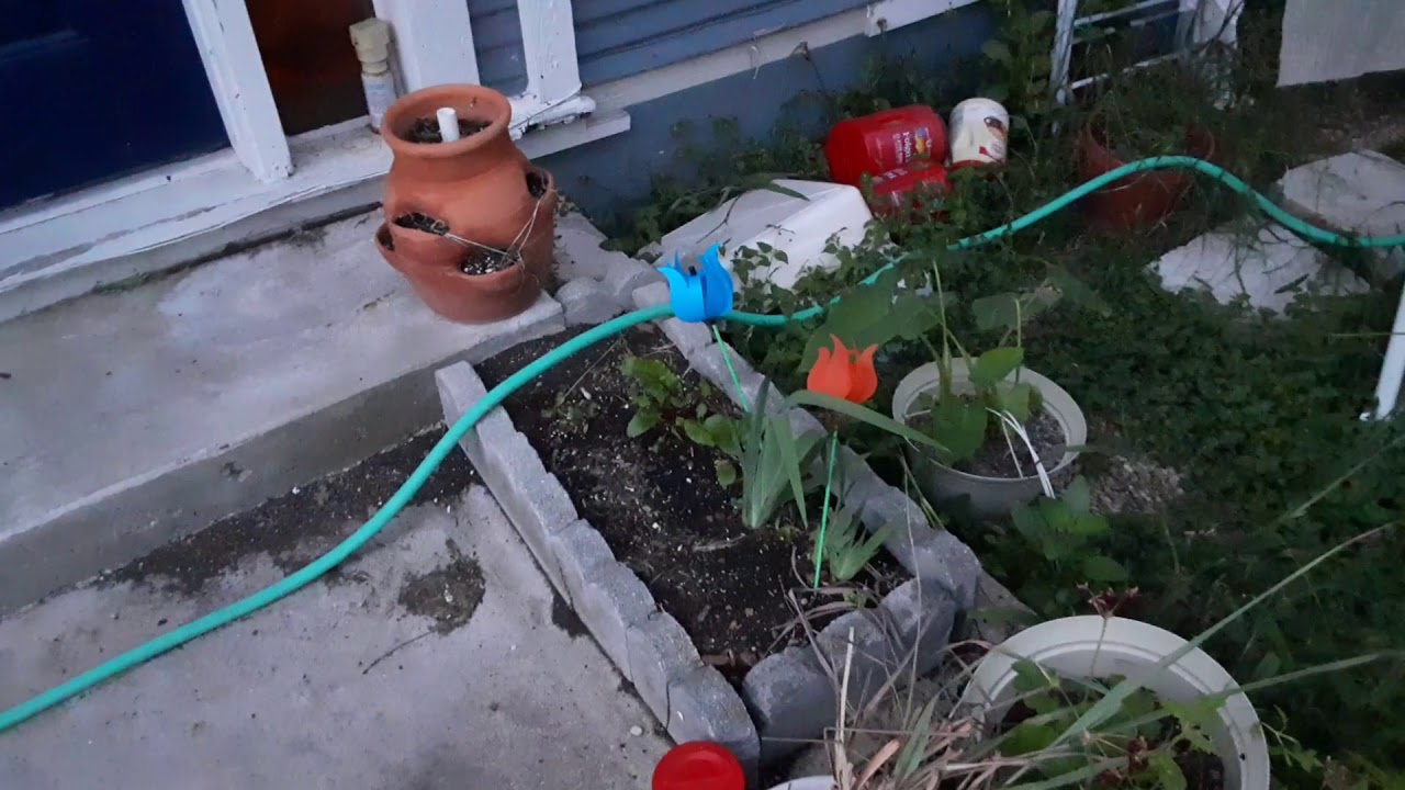 Oni in the Garden May 15 2020 - YouTube