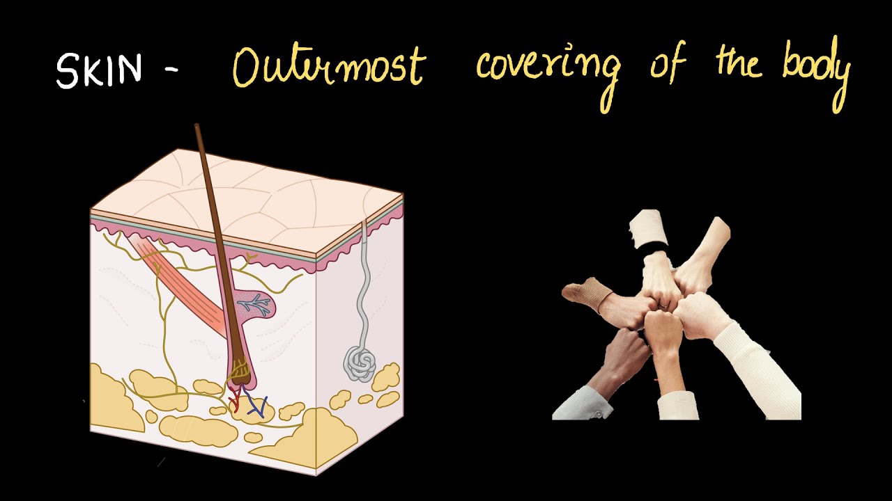 Human Skin | Our Skeletal System and the Skin | Middle School | Science ...