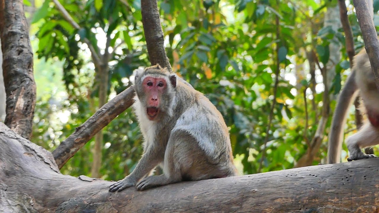 Lovely monkey Jane ! - YouTube