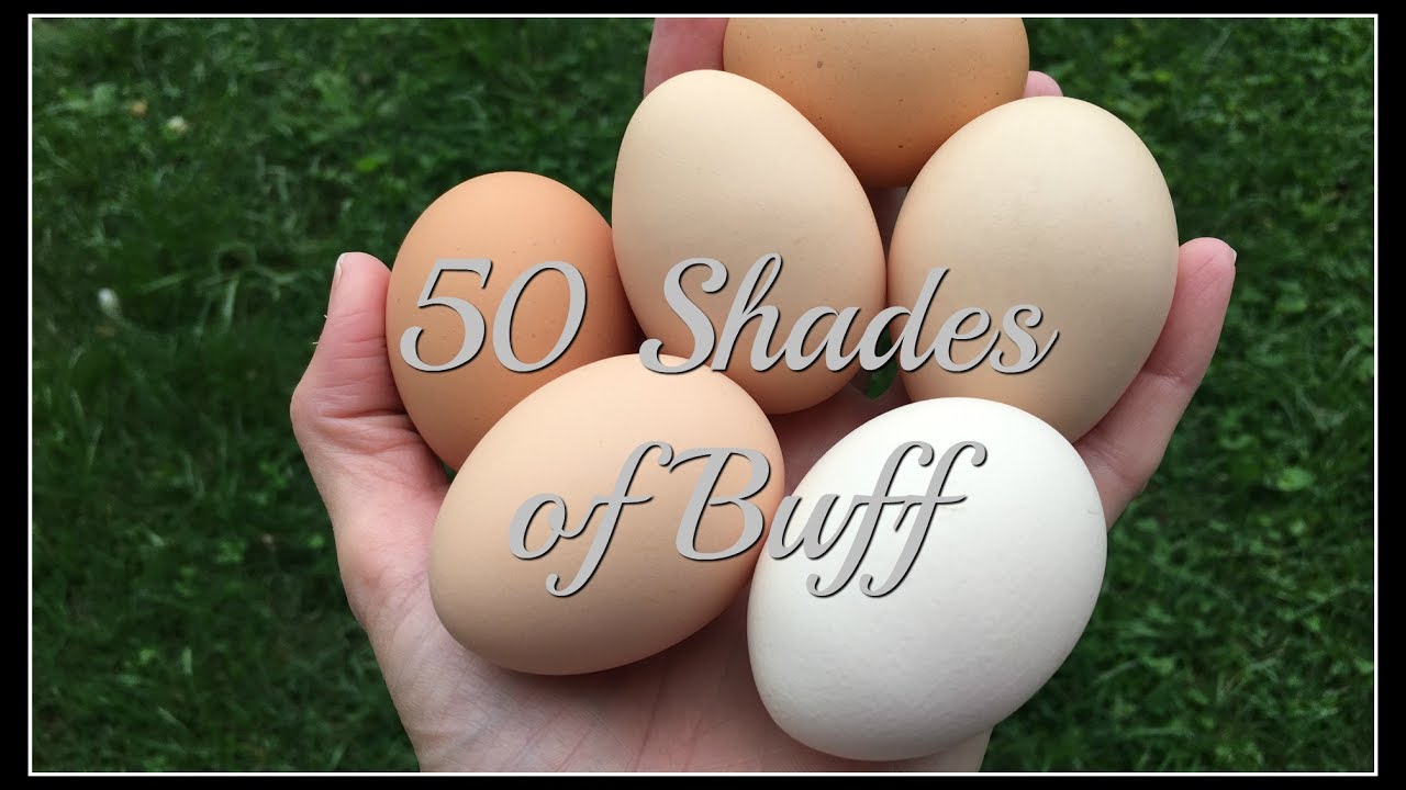 50 Shades of Buff! - YouTube