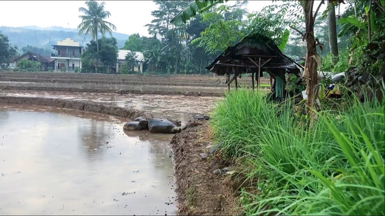 Drizzling rain in the village of Edge of the rice field || Amazing ...
