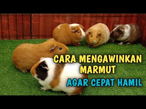 Cara Mengawinkan Marmut yang Benar Agar Cepat Hamil - YouTube