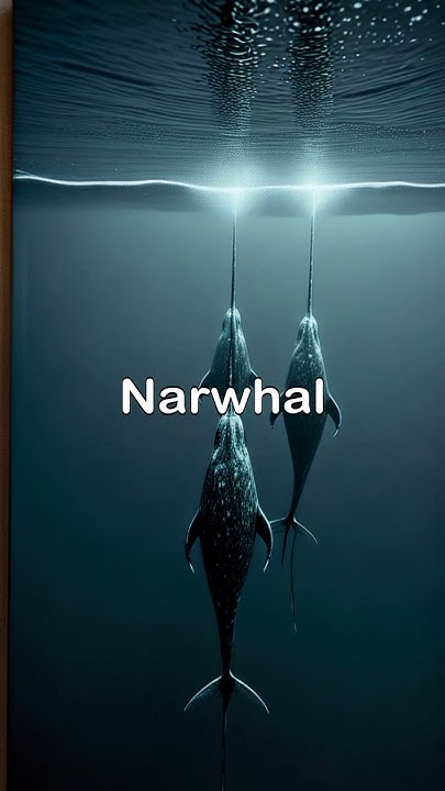 Narwhal: The Real-Life Unicorn of the Sea! - YouTube