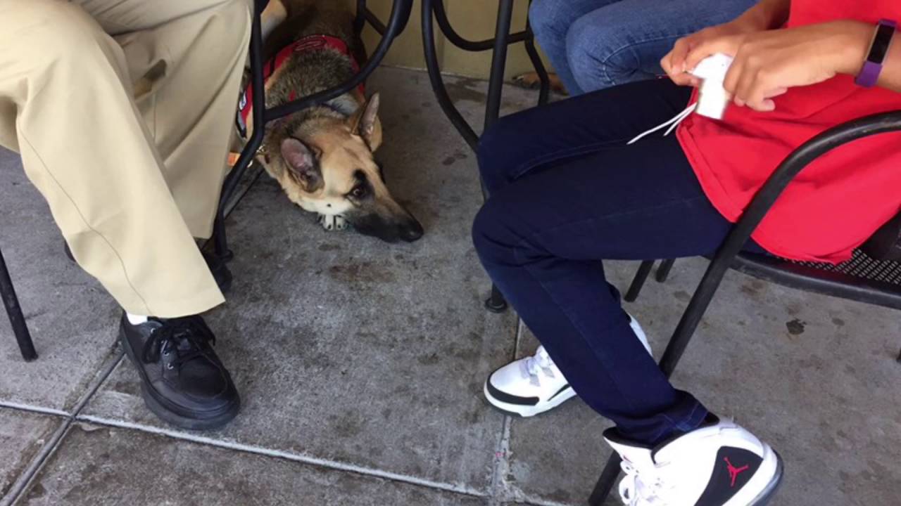 Go Team Therapy Dogs Central Texas Day 1 - YouTube