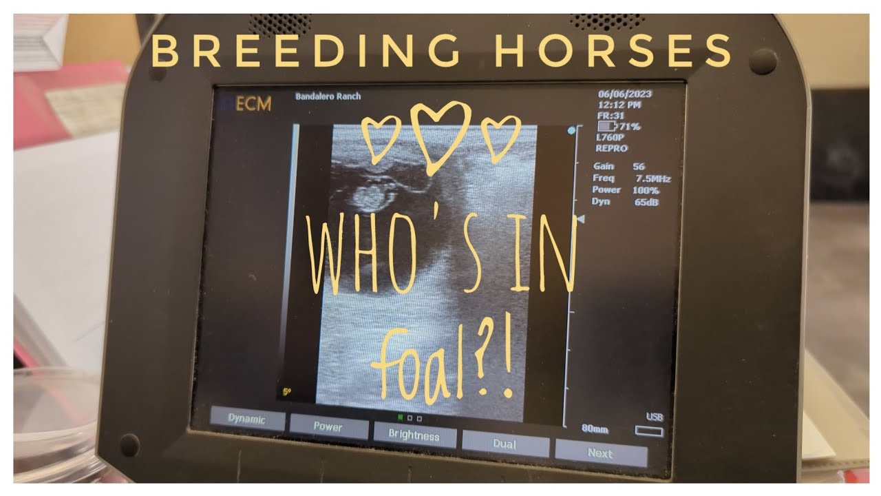 Breeding Horses - Checking Our Mares for Pregnancy - YouTube