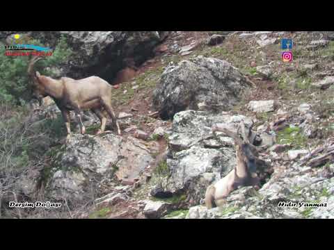 DERSİM-TUNCELİ DOĞASI... OVACIK VE PÜLÜMÜR VADİSİ.. GÜZEL GÖRÜNTÜLER EŞLİĞİNDE İYİ SEYİRLER..
