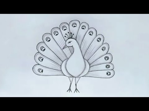 How To Draw Peacock 🦚 Drawing In Easy Steps @Prakash Drawing - YouTube