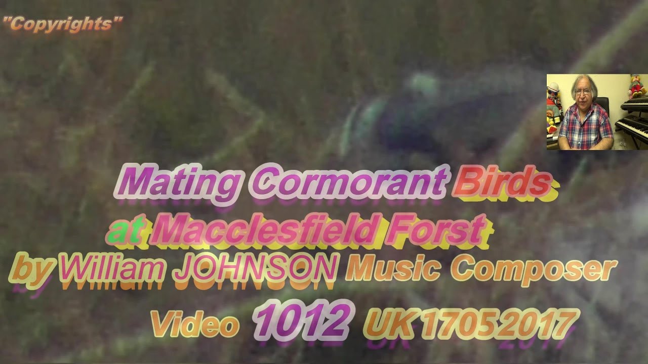 Mating Cormorant Birds at Macclesfield Forest by William JOHNSON Music ...