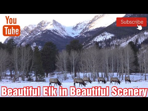 Beautiful Bull Elk in Beautiful Mountain Scenery - YouTube