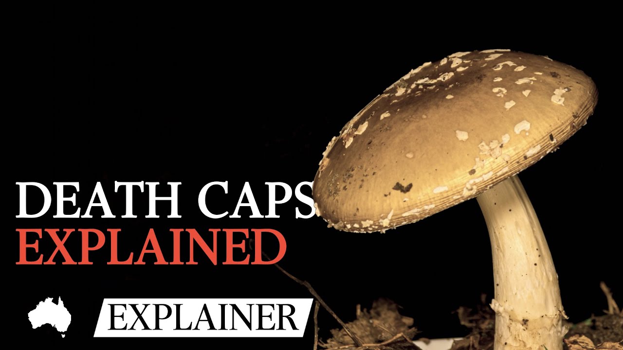 Death Cap Mushrooms: The silent killer hiding in plain sight - YouTube