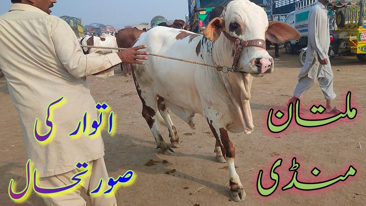 Multan Cow Mandi me Aii kubsuraat Quality Wali Bachriyaa or Bachryy ...