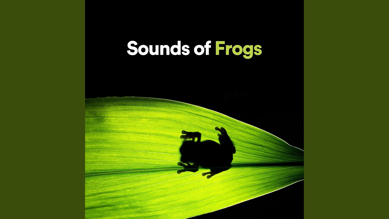 Gentle Frog Sounds - YouTube