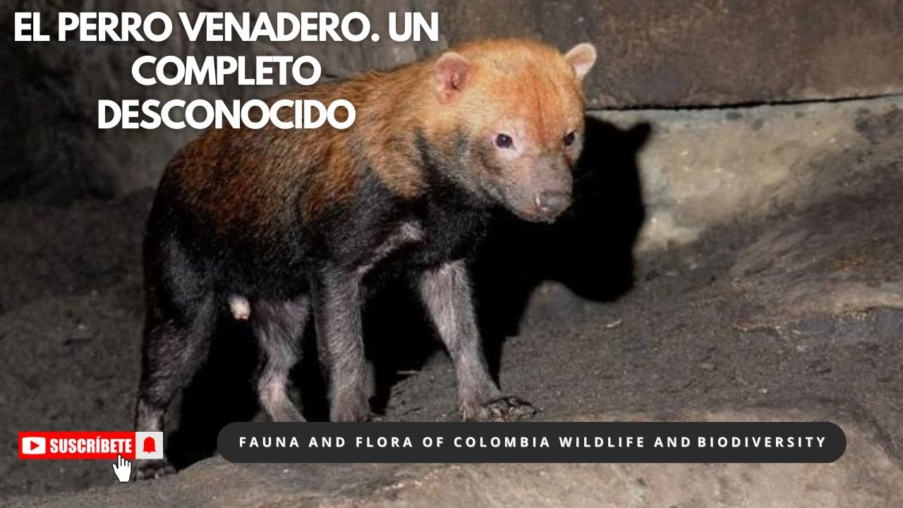 El Perro Venadero, un completo desconocido. #perrovenadero # ...