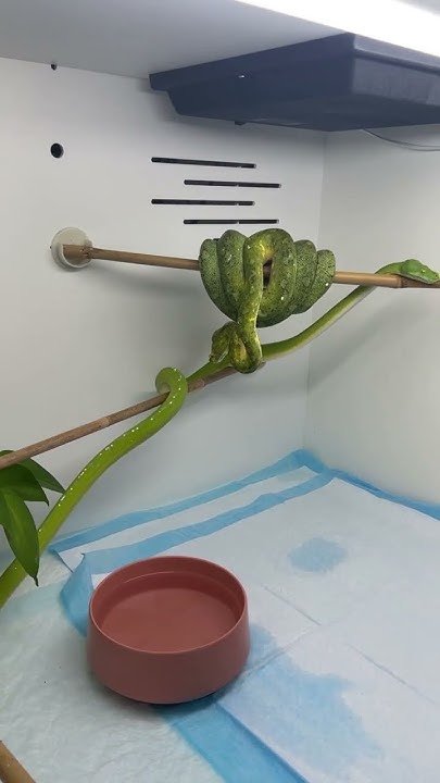 Pairing my Green Tree Pythons together. Nothing makes me feel more ...