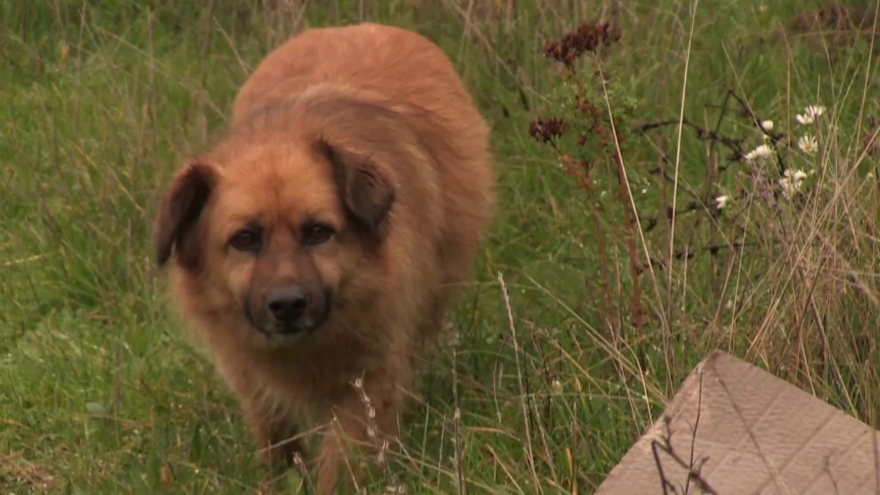 Prilog BHT, Prijatelji životinja, 29.10.2017., Pujdo - YouTube