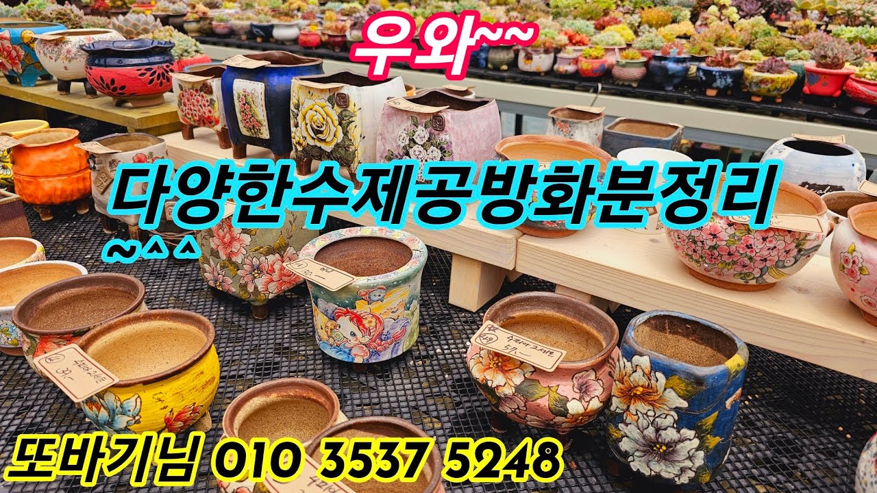 명품수제공방화분정리착한가격의중고분💥이런기회득템의기회로포착💥멋지고좋아요🌸홍시분드엘리스봄봄수피아토마토핑클루비등🌸23