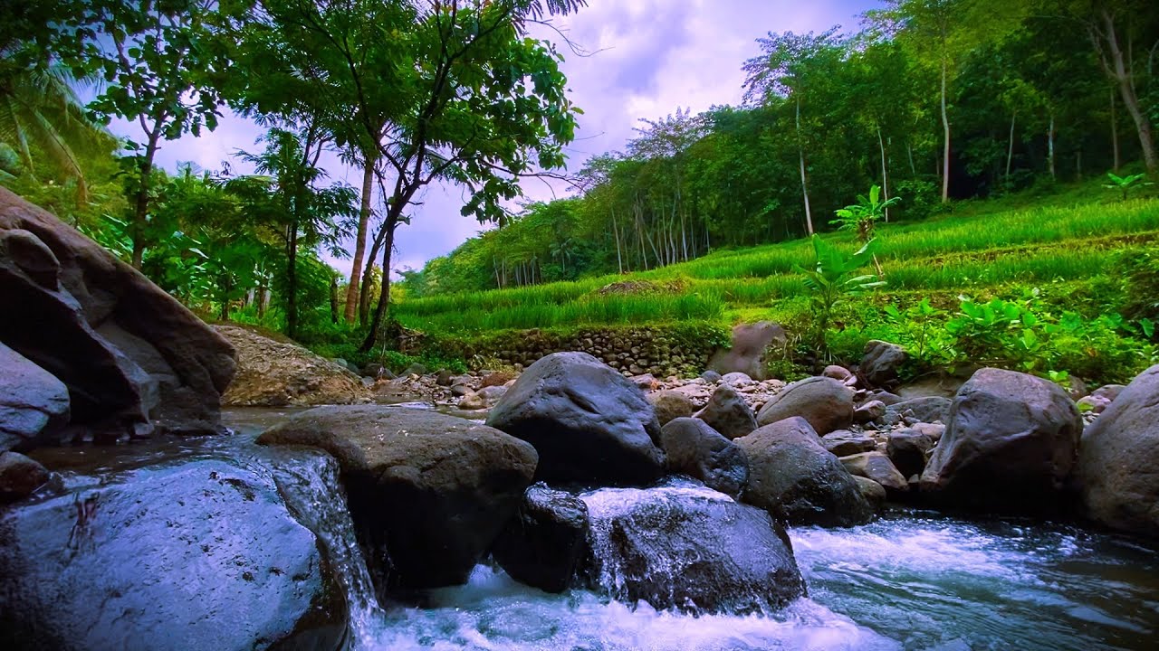 Whispering Healing Stream – Gentle Forest River Flow for Peace and ...