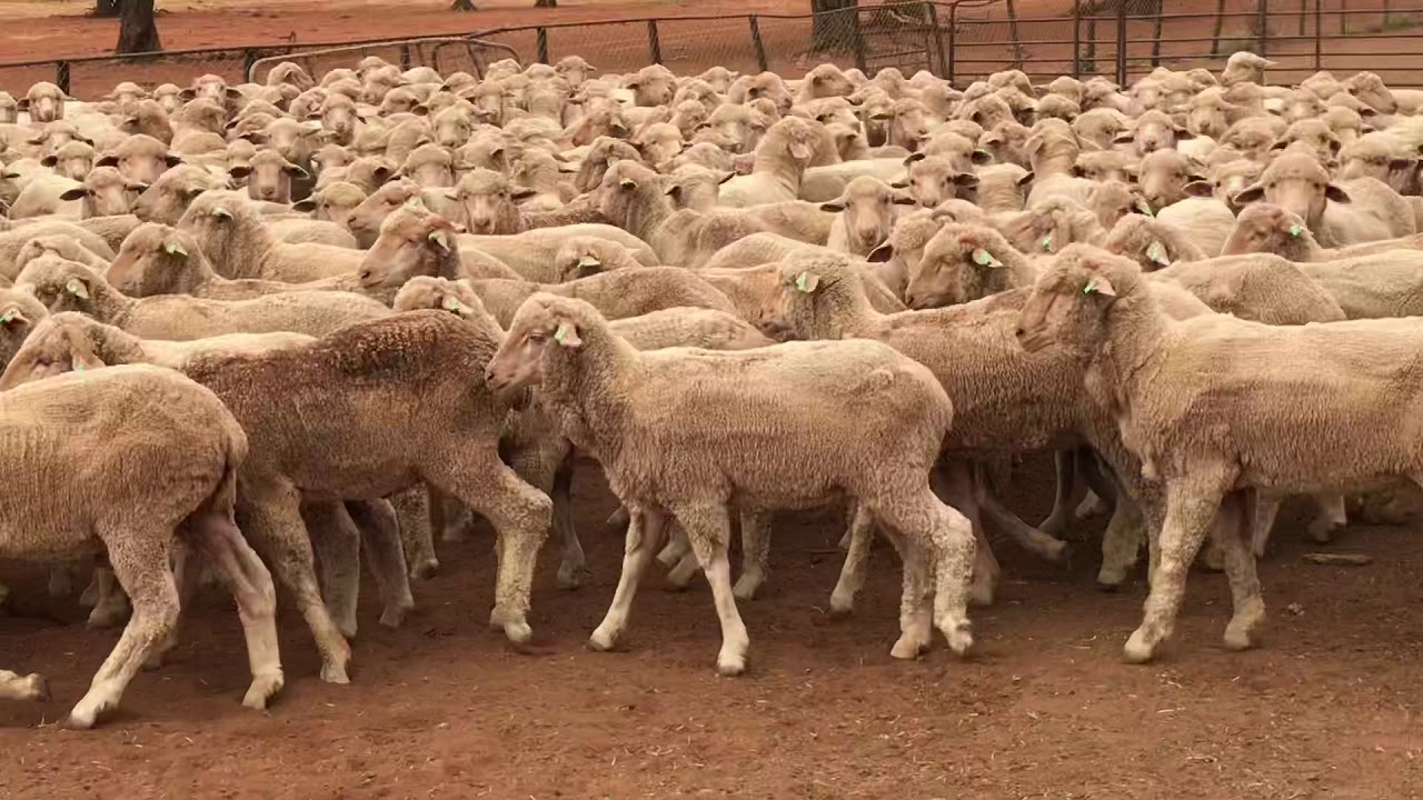 Turn Turn Past., Eulo, Qld Wether Lms - YouTube