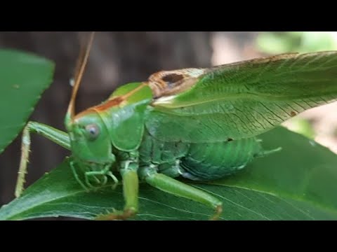 Wonderful nature !!! it's a very cute insects !!! - YouTube