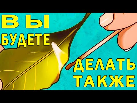 Зачем Поджигать Лавровый Лист в Доме | Полезные Советы для Жизни